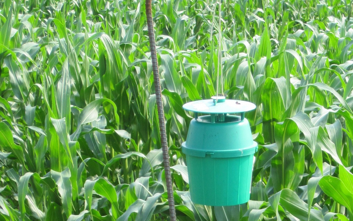 Piège à phéromones : préventif et régulateur - Cmonjardinier