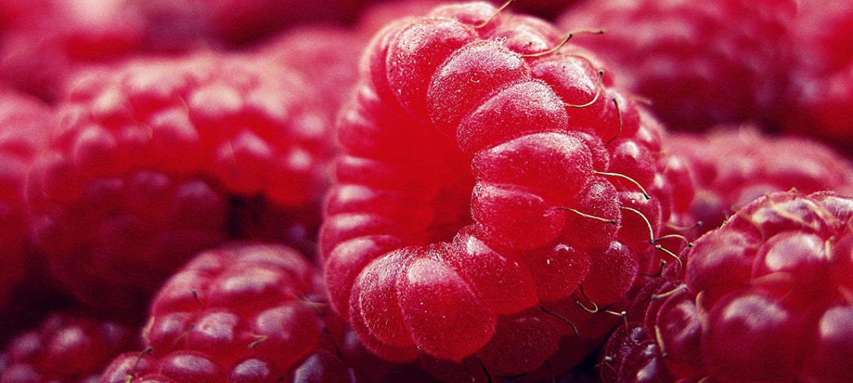 Le framboisier : son histoire et ses variétés - Cmonjardinier