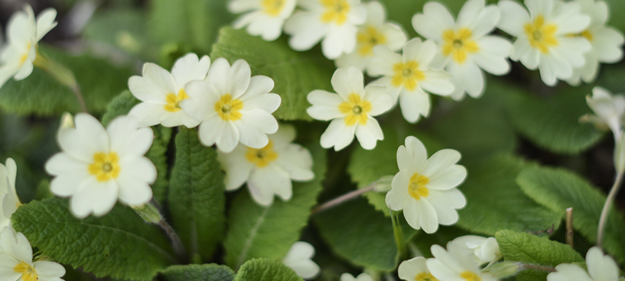 Primevère : plantation et conseils d'entretien - Cmonjardinier