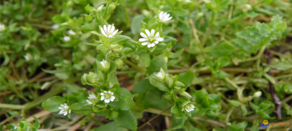 Comment éliminer le mouron blanc - Cmonjardinier
