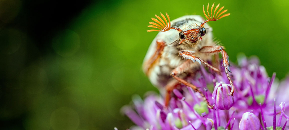 Comment lutter contre les hannetons au jardin? - Cmonjardinier