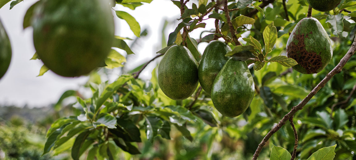 Comment entretenir un avocatier? Conseils et astuces - Cmonjardinier