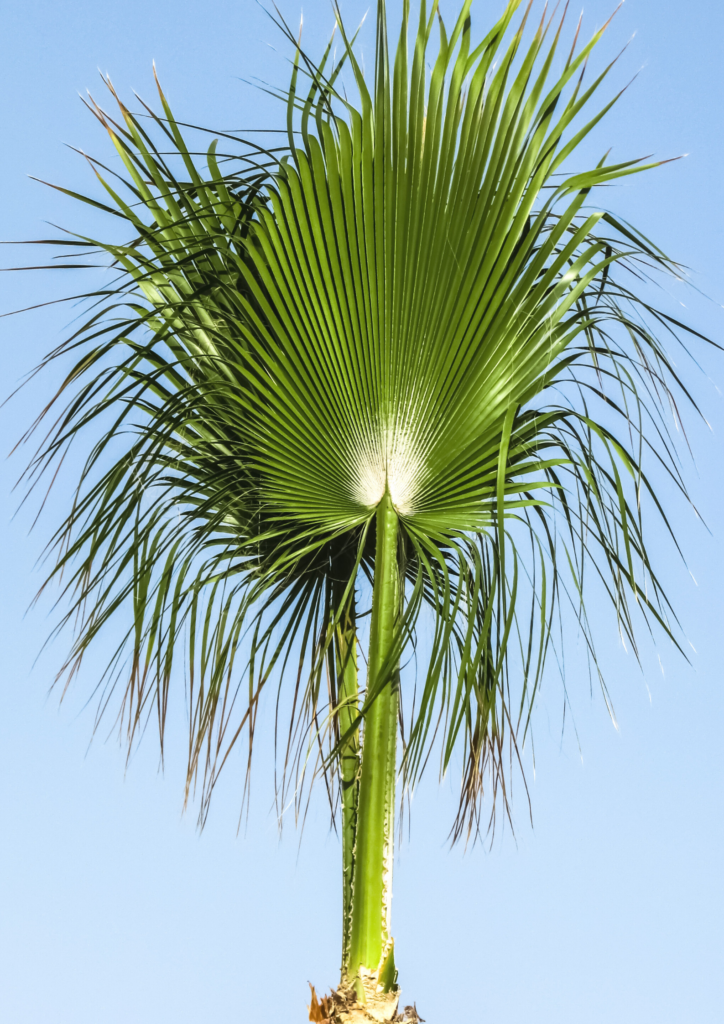 Le Palmier, une plante verte XXL - Cmonjardinier