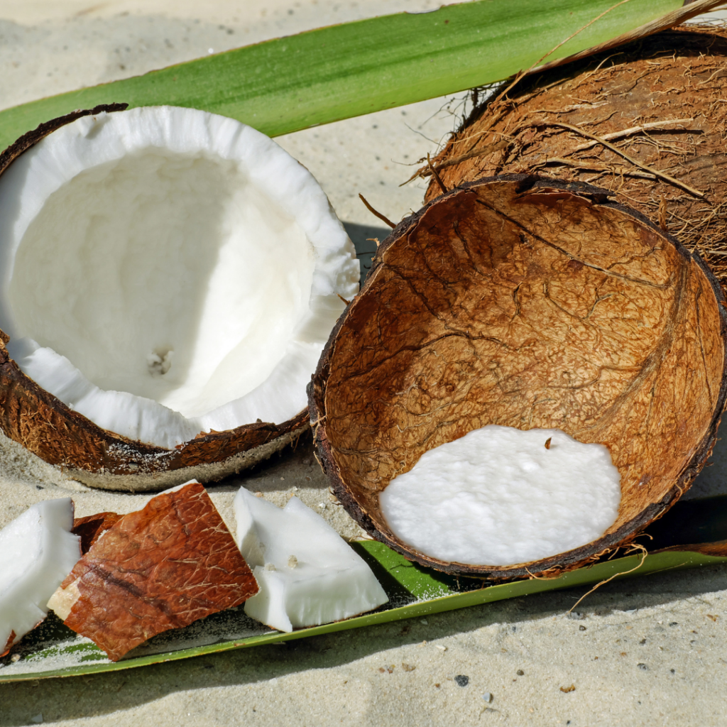 Le cocotier, un palmier à noix. - Cmonjardinier